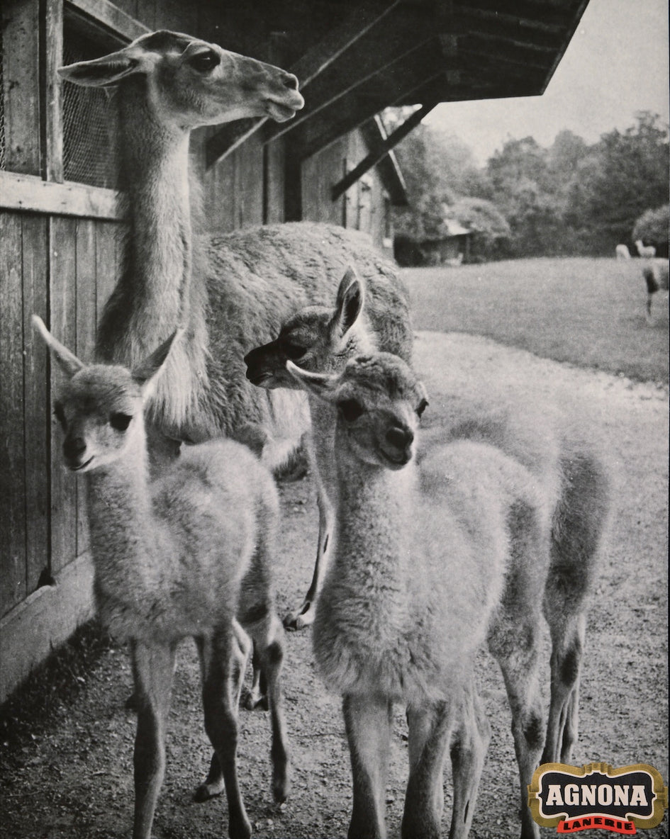 Agnona | Official Online Store Women's and Men's